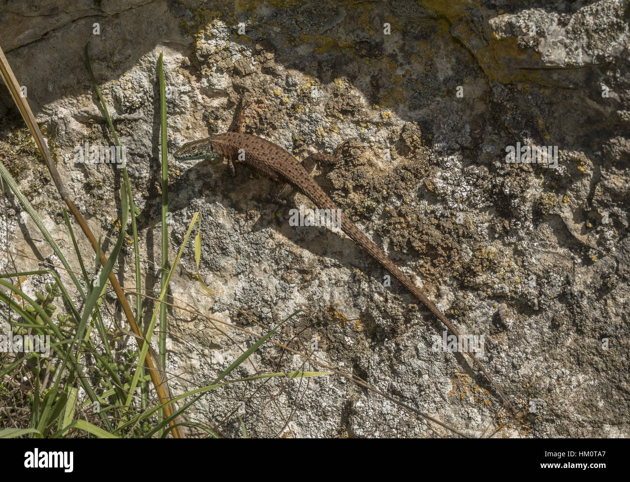 Greek lizards hi-res stock photography and images - Alamy