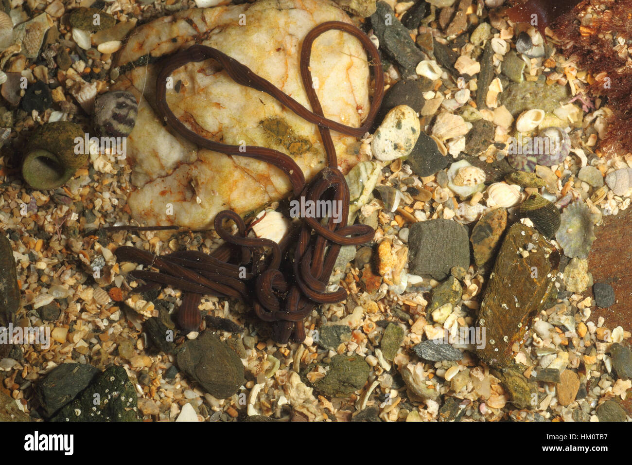 Bootlace worm hi-res stock photography and images - Alamy