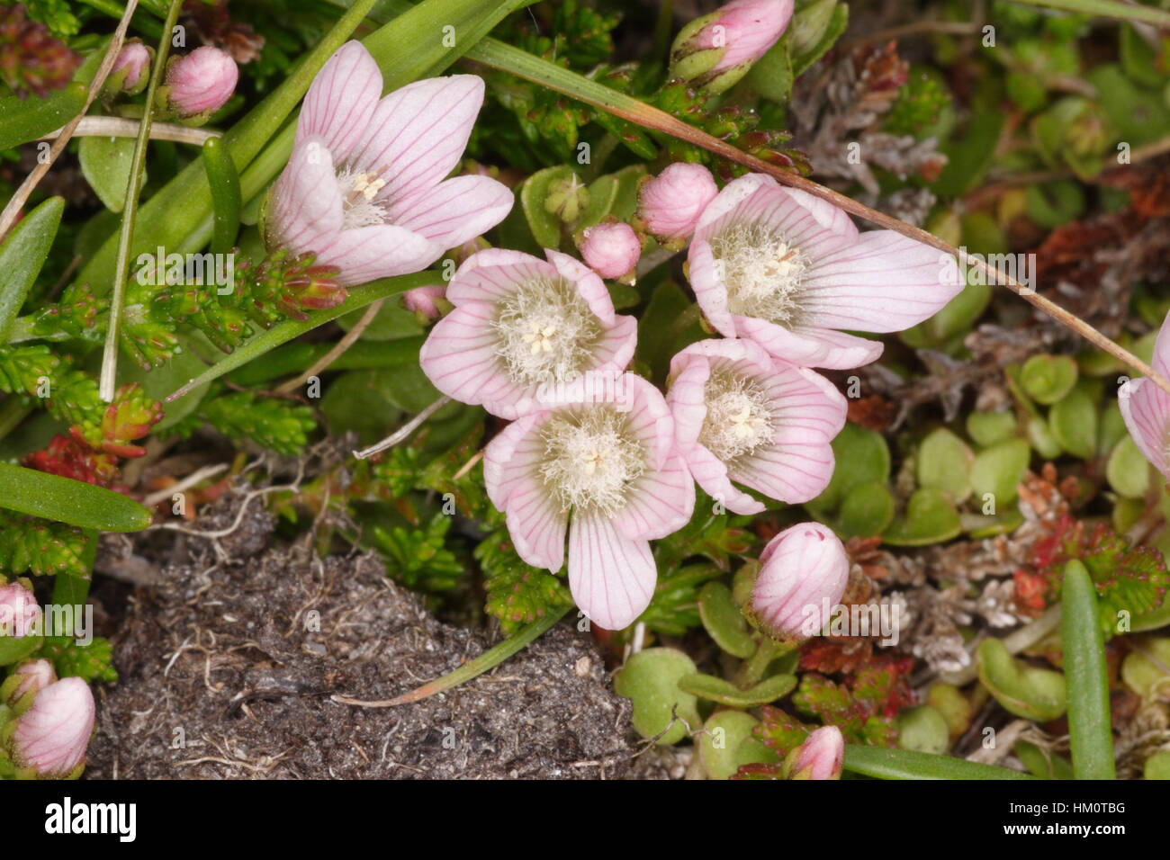 Bog Pimpernel - Anagallis tenella Stock Photo - Alamy
