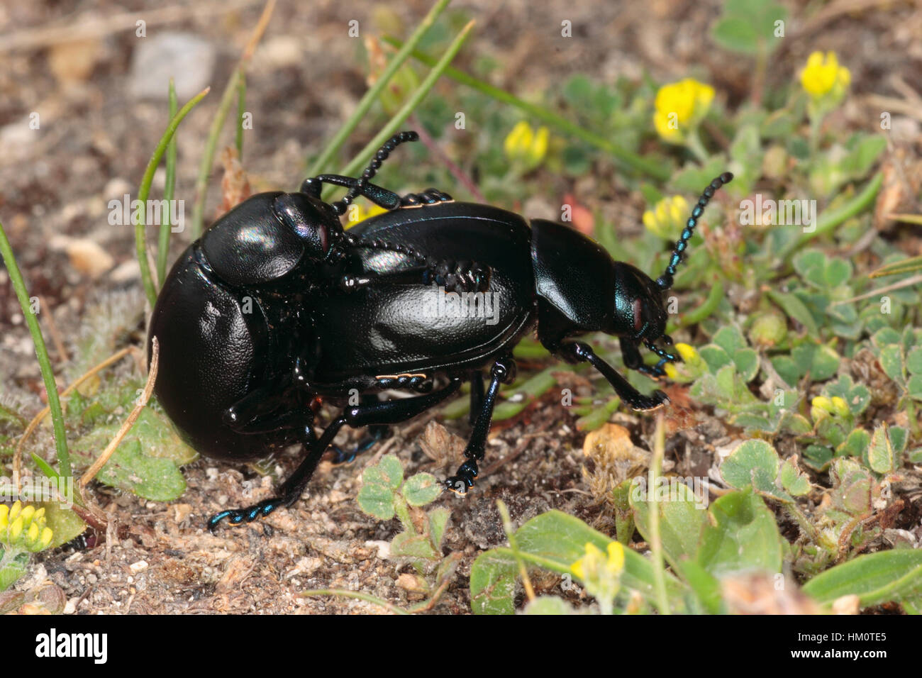 Bloody-nosed Beetle - Timarcha tenebricosa - mating pair Stock Photo ...