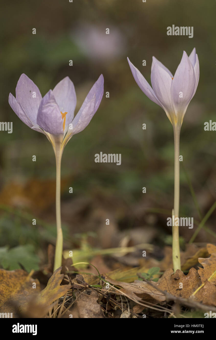 Wildflowers geophyte cormous hi-res stock photography and images - Alamy