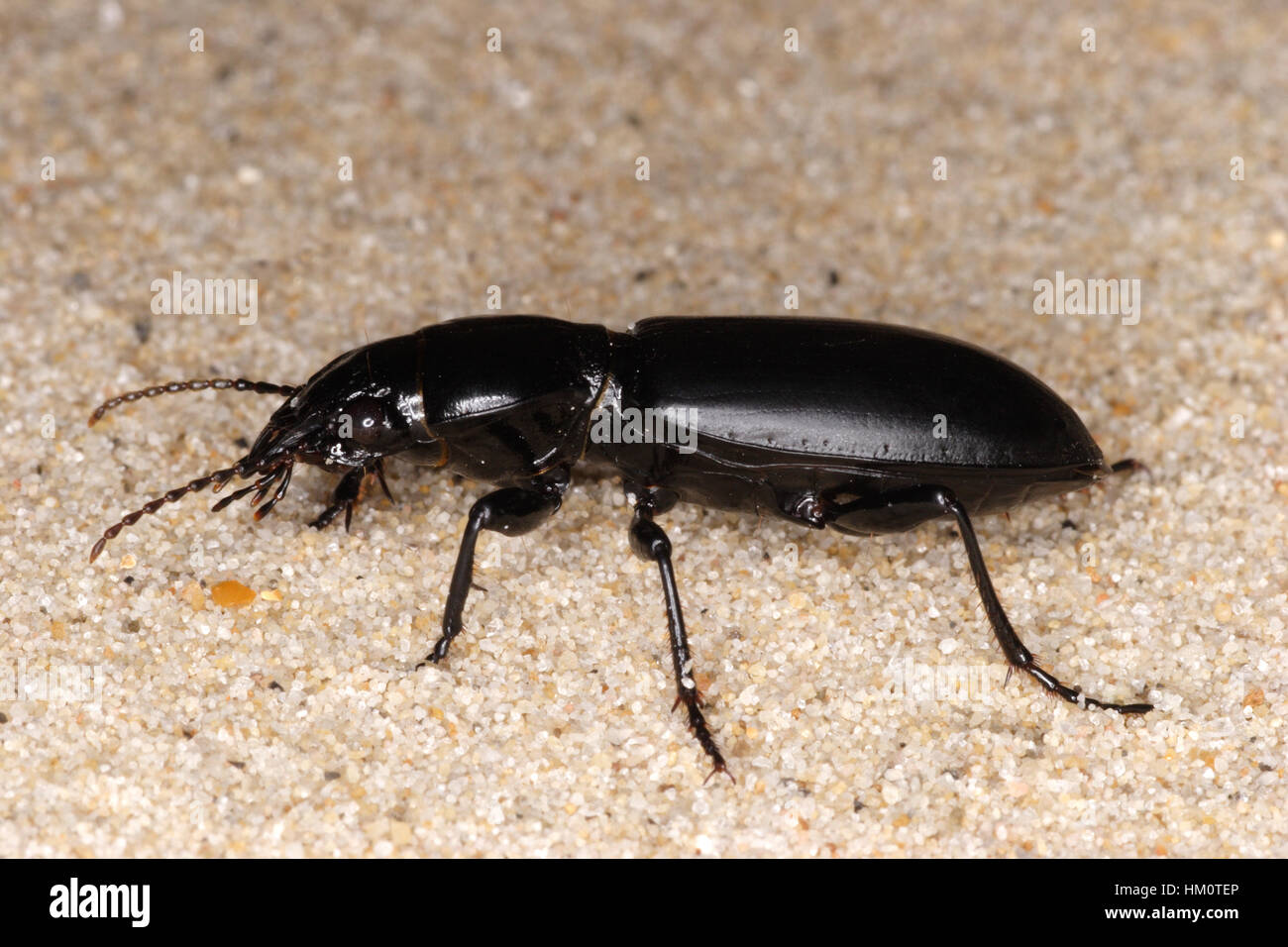 Ground Beetle - Broscus cephalotes Stock Photo - Alamy
