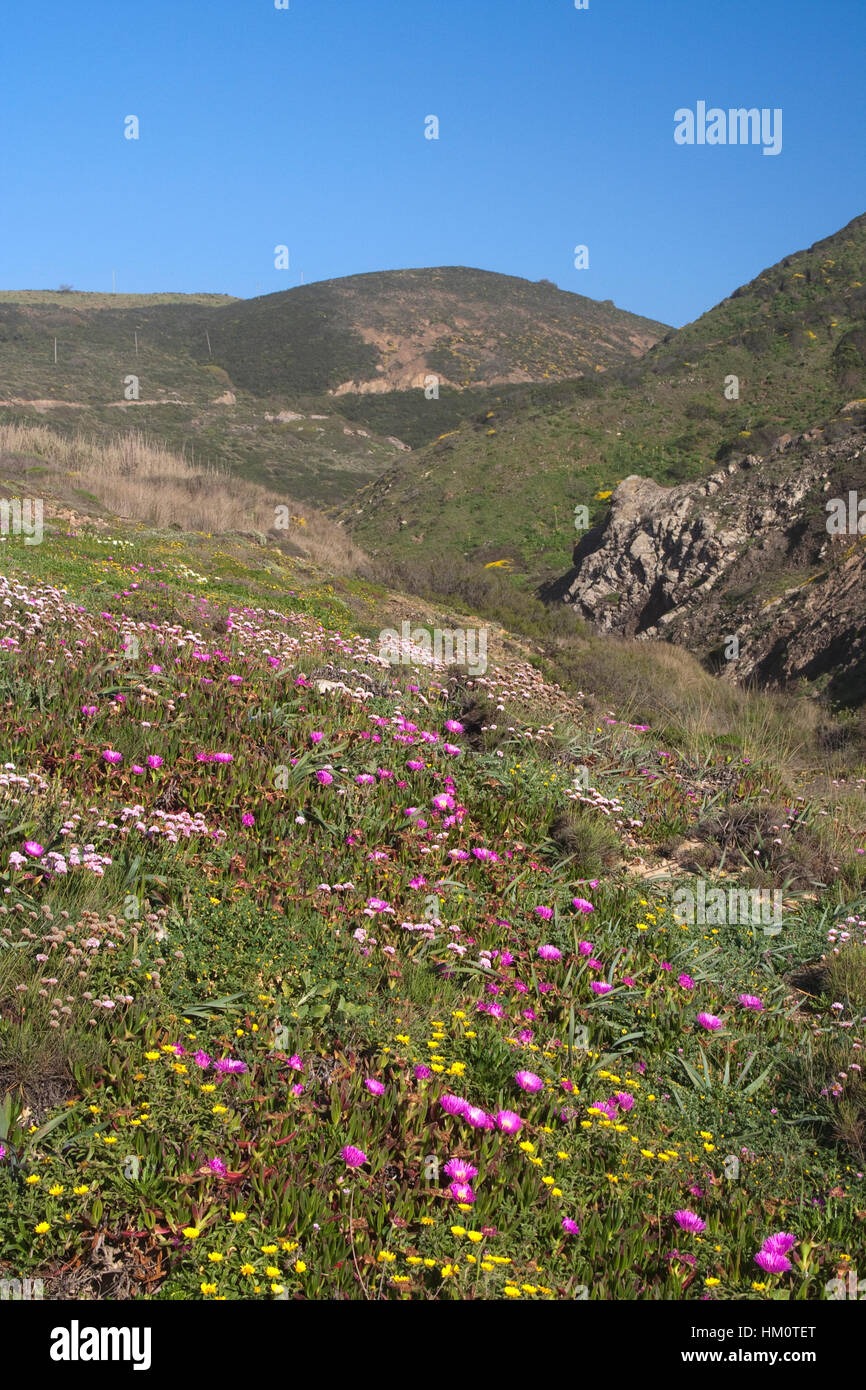Wild flowers of the Algarve, Portugal Stock Photo - Alamy