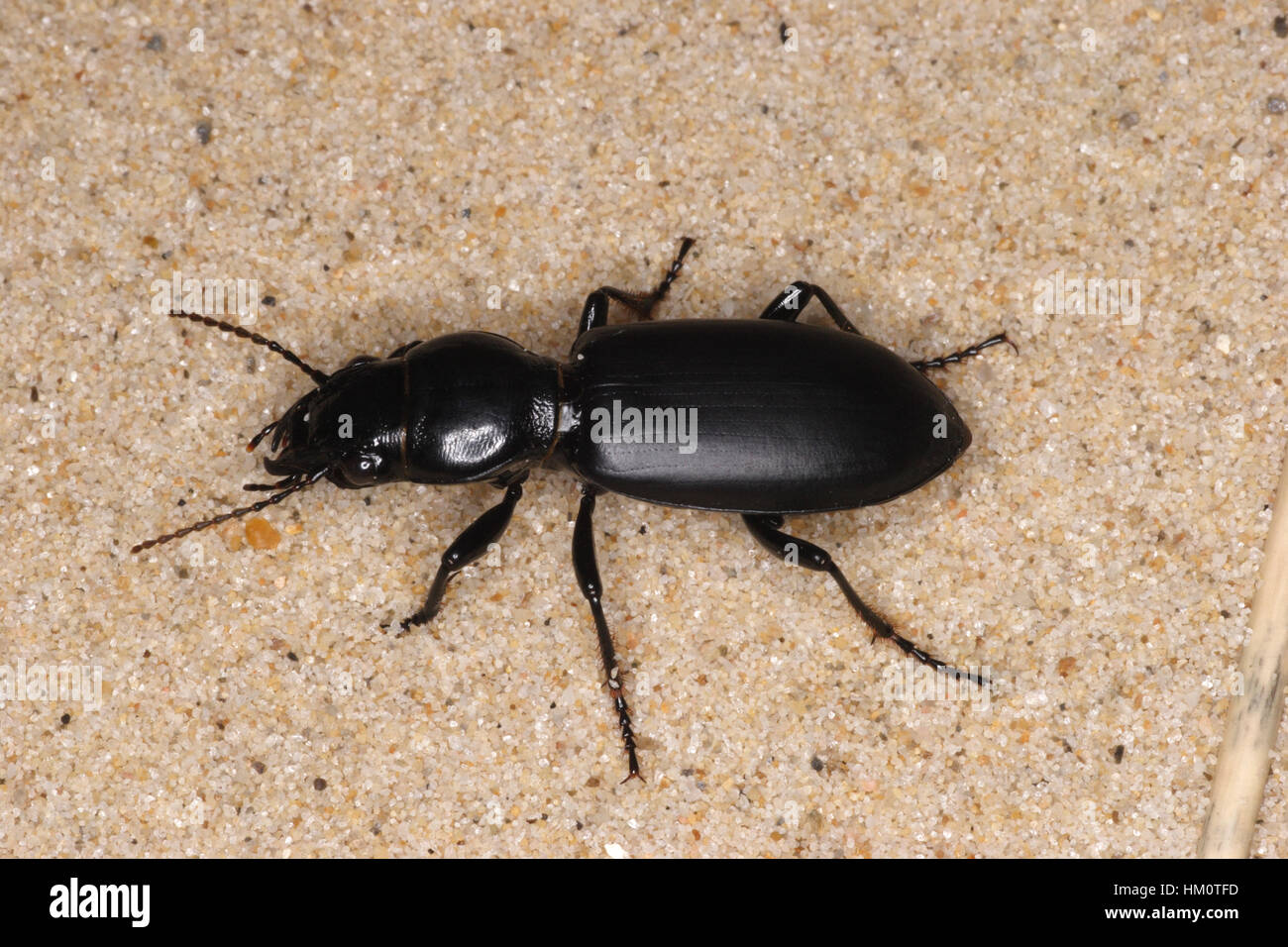 Strandline beetle hi-res stock photography and images - Alamy