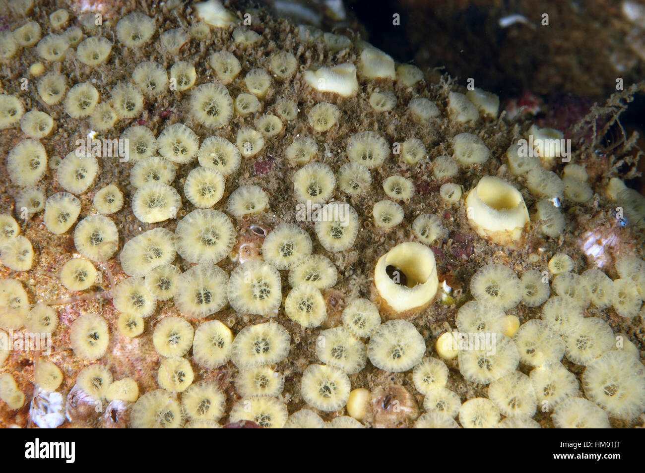 Boring Bivalve High Resolution Stock Photography and Images - Alamy