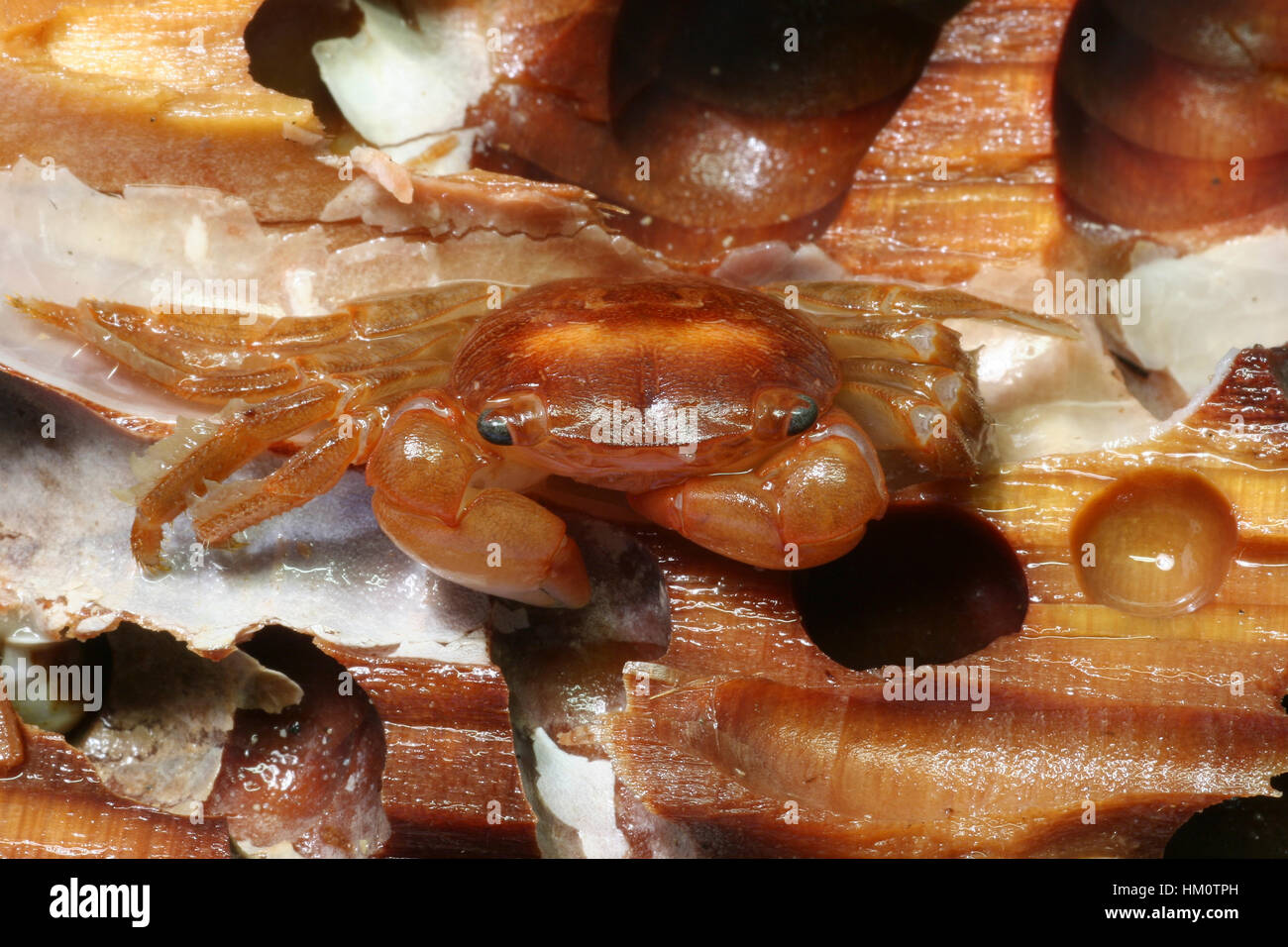 Columbus Crab - Planes minutus - amongst Goose Barnacles Stock Photo ...