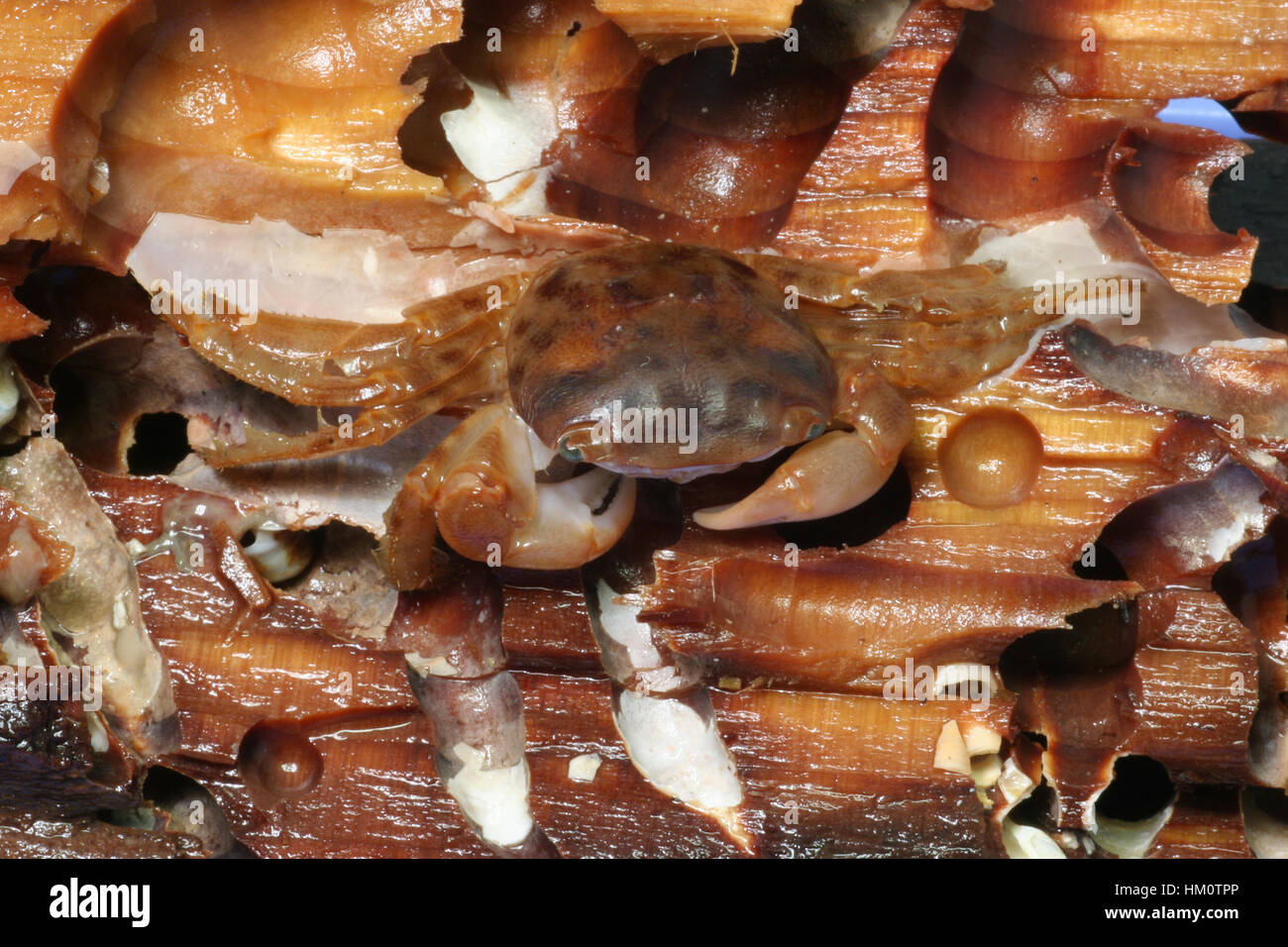 Columbus Crab - Planes minutus Stock Photo - Alamy