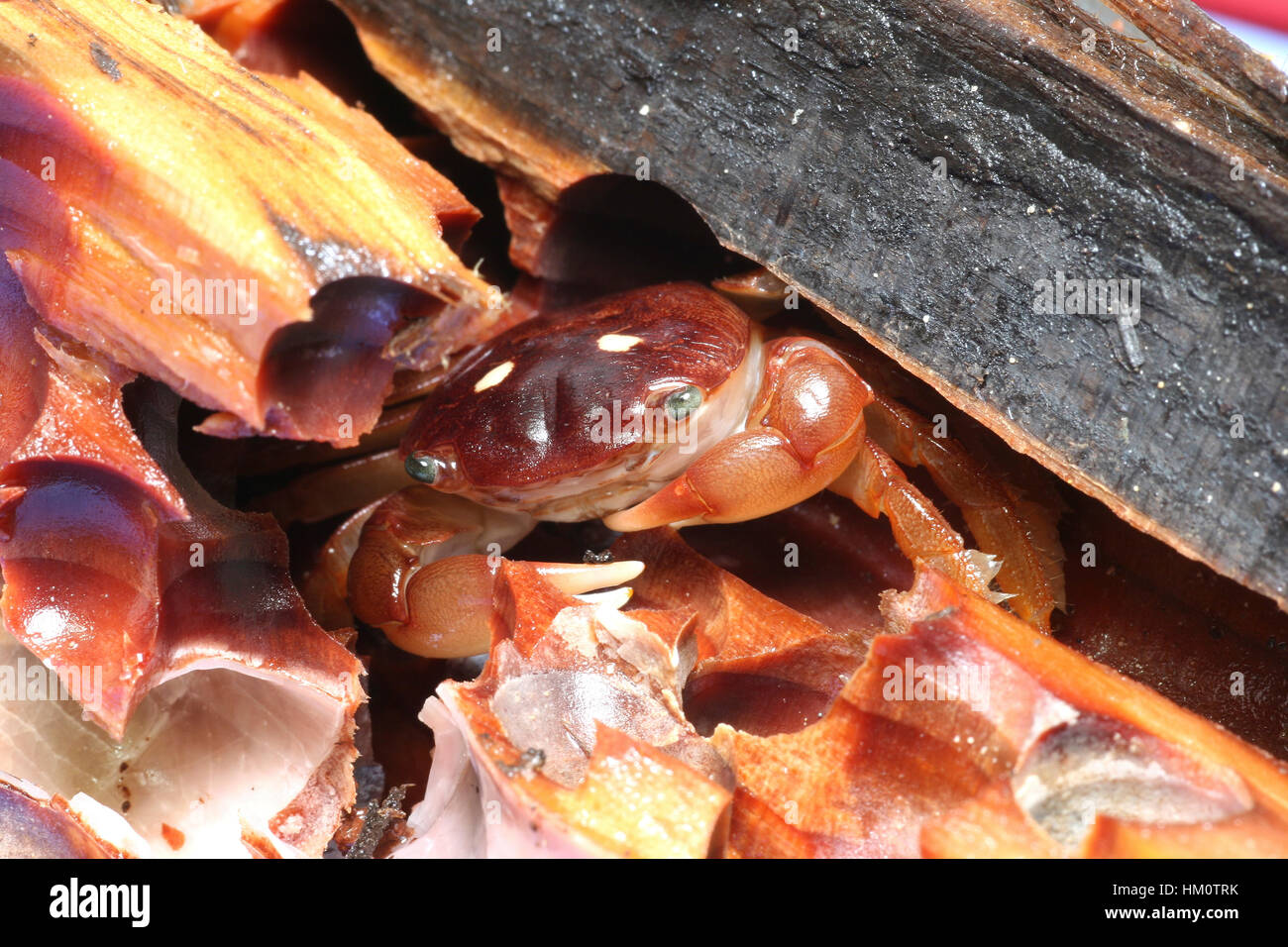 Columbus crab hi-res stock photography and images - Alamy