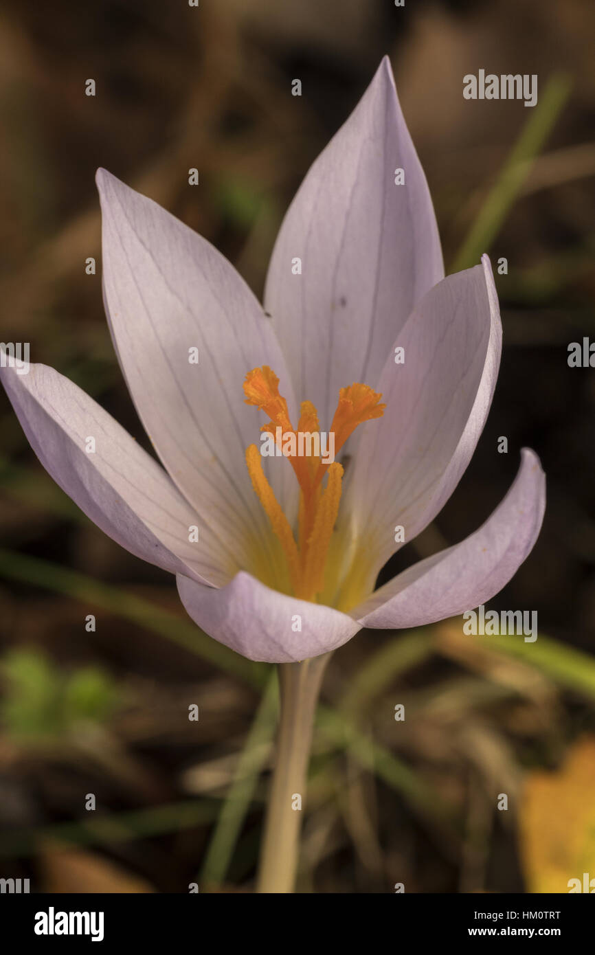 Flowering corm hi-res stock photography and images - Alamy