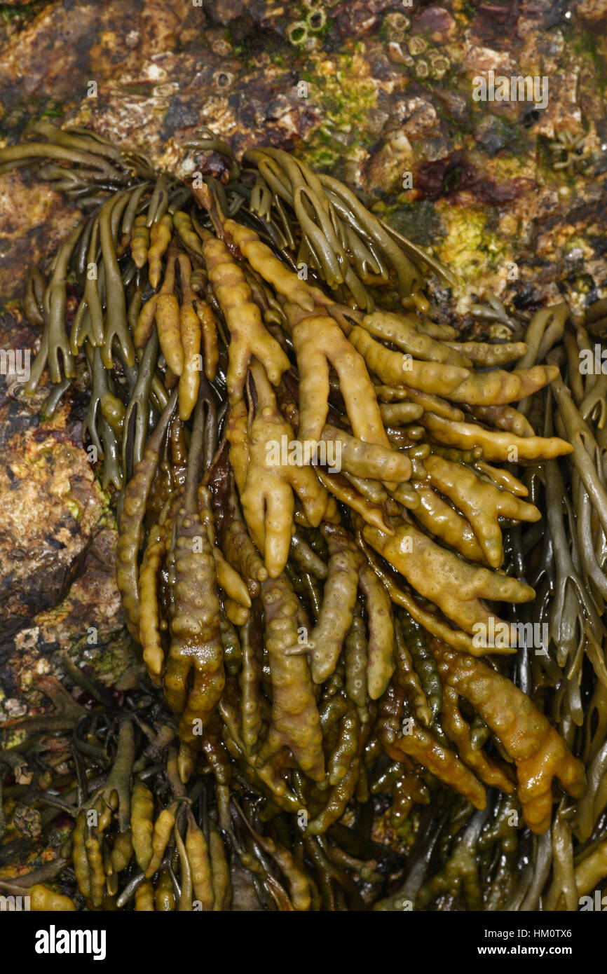 Channelled Wrack - Pelvetia canaliculata Stock Photo - Alamy
