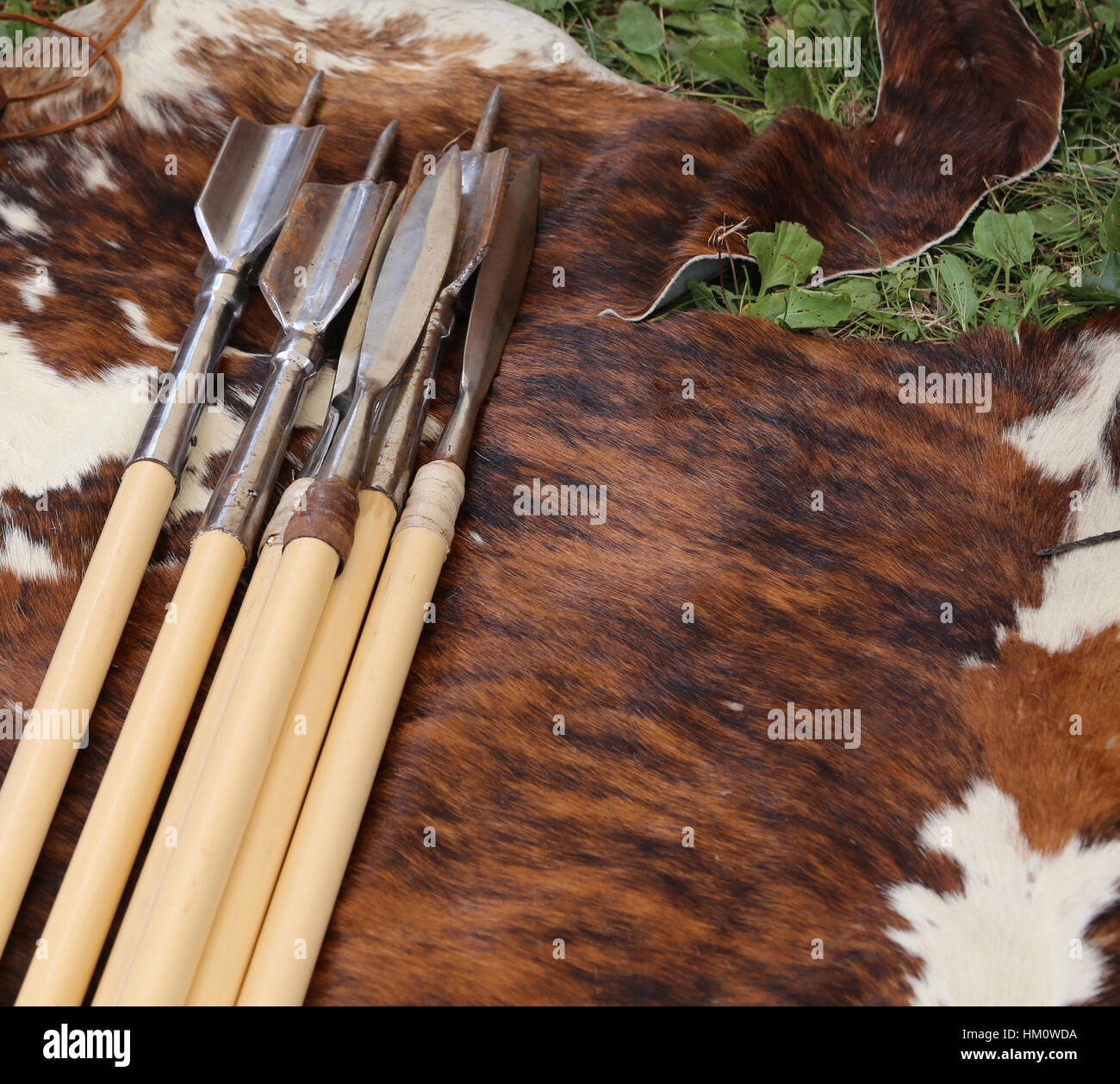 ancient medieval lances above the cow fur Stock Photo - Alamy