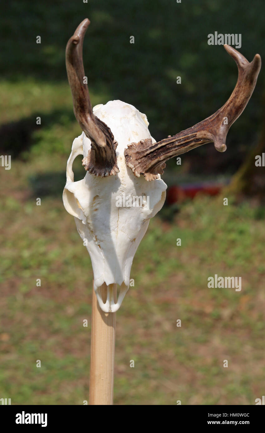 skull of an animal with horns as trophies after the hunt Stock Photo ...