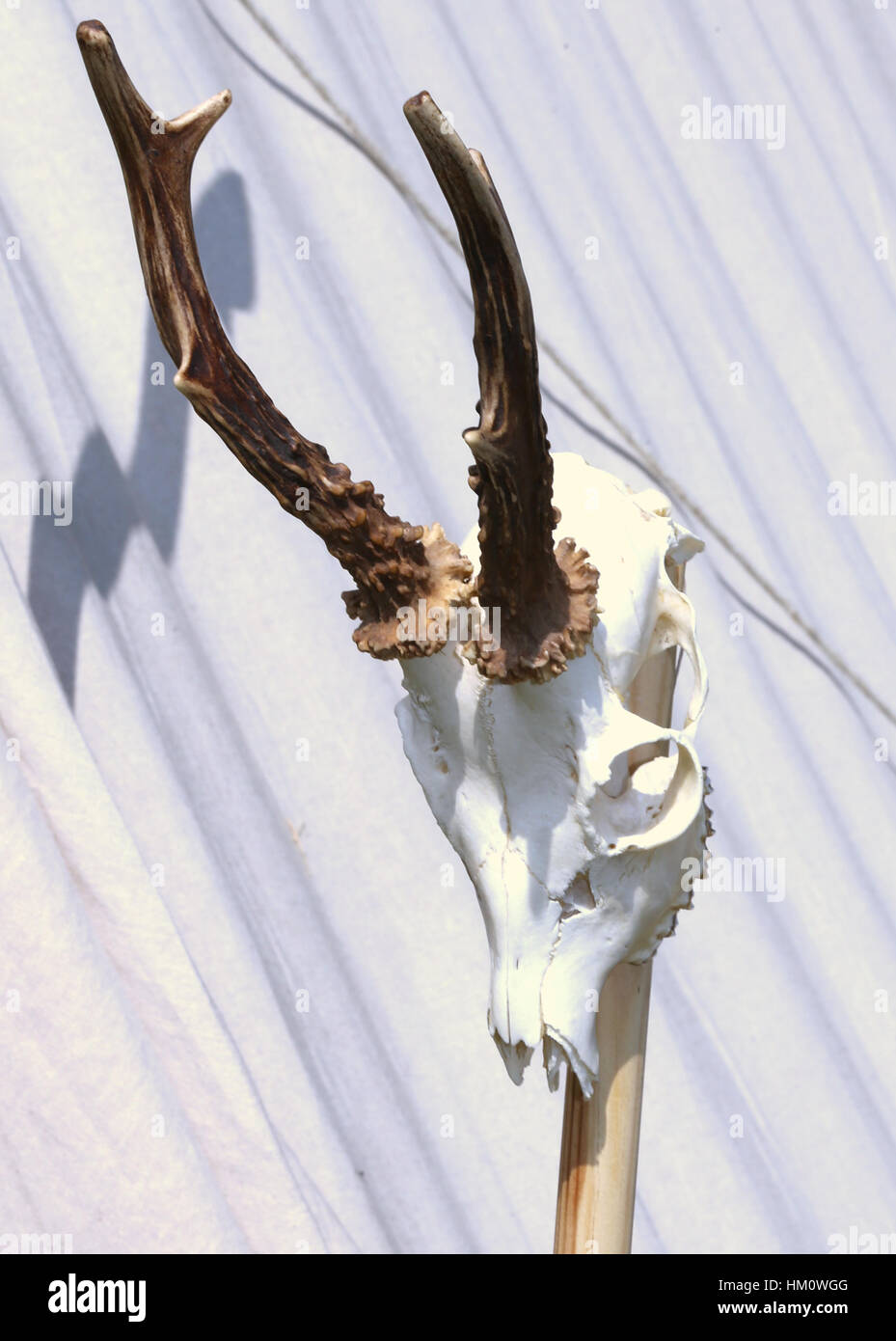 skull of an animal with horns as trophies after the hunt Stock Photo ...
