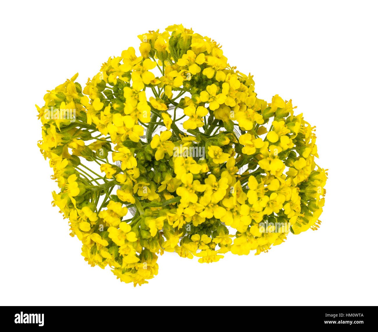 Pale yellow green Cut Out Stock Images & Pictures - Alamy