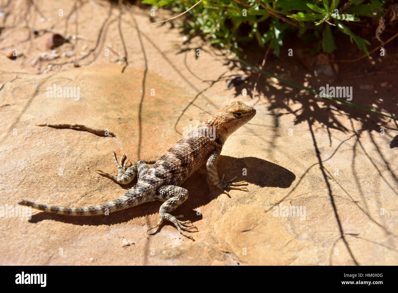 Spiny lizard hi-res stock photography and images - Alamy