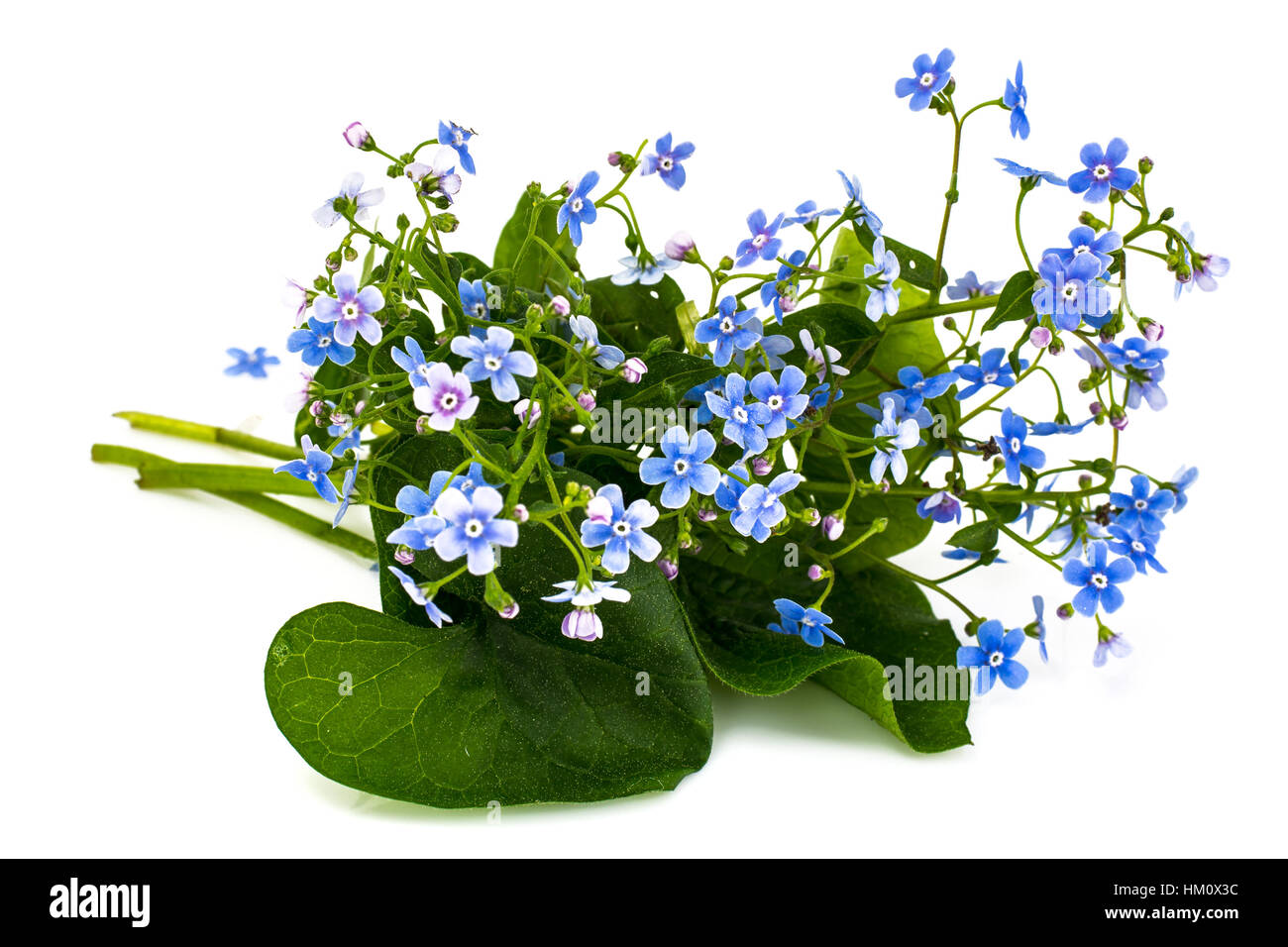 Brunnera jack frost Cut Out Stock Images & Pictures - Alamy