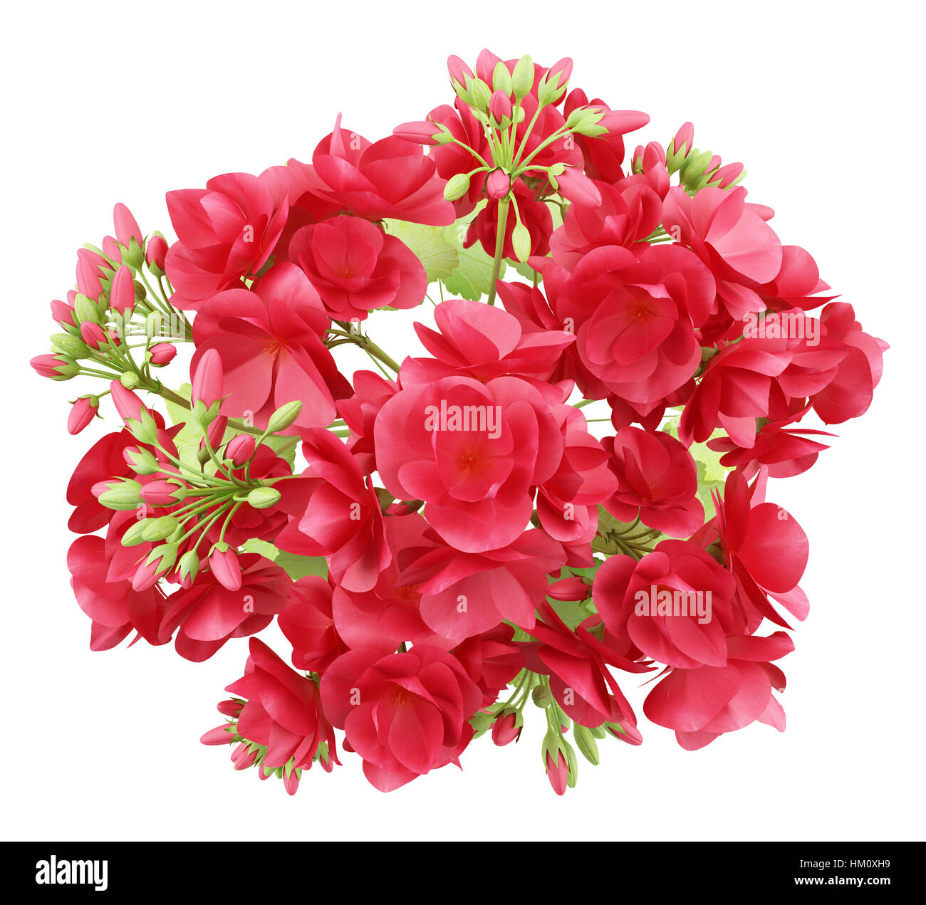 top view of red geranium flowers isolated on white background Stock ...