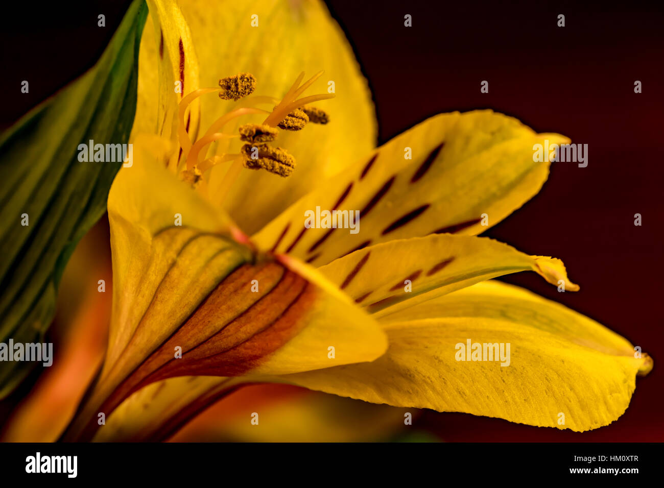 Beautiful yellow flower close up Stock Photo - Alamy