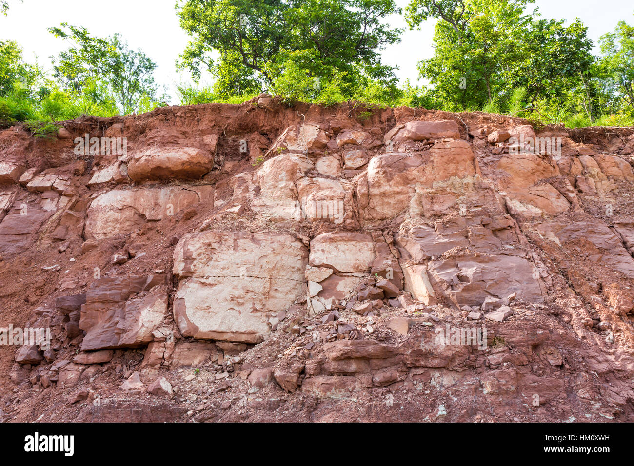 Soil and rock under tree Stock Photo - Alamy