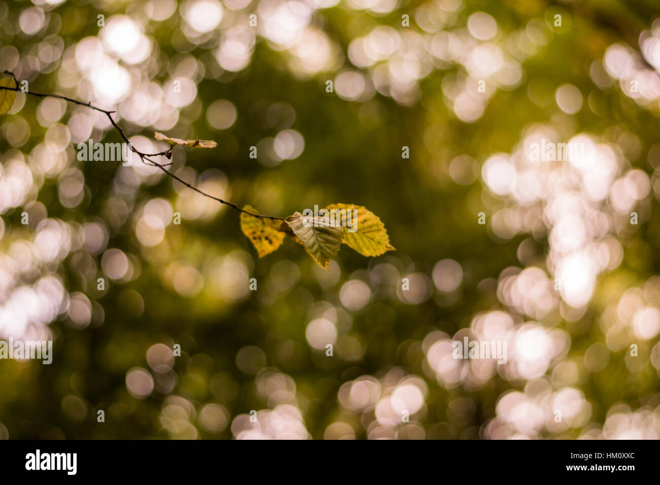 Lonely leaves hi-res stock photography and images - Alamy