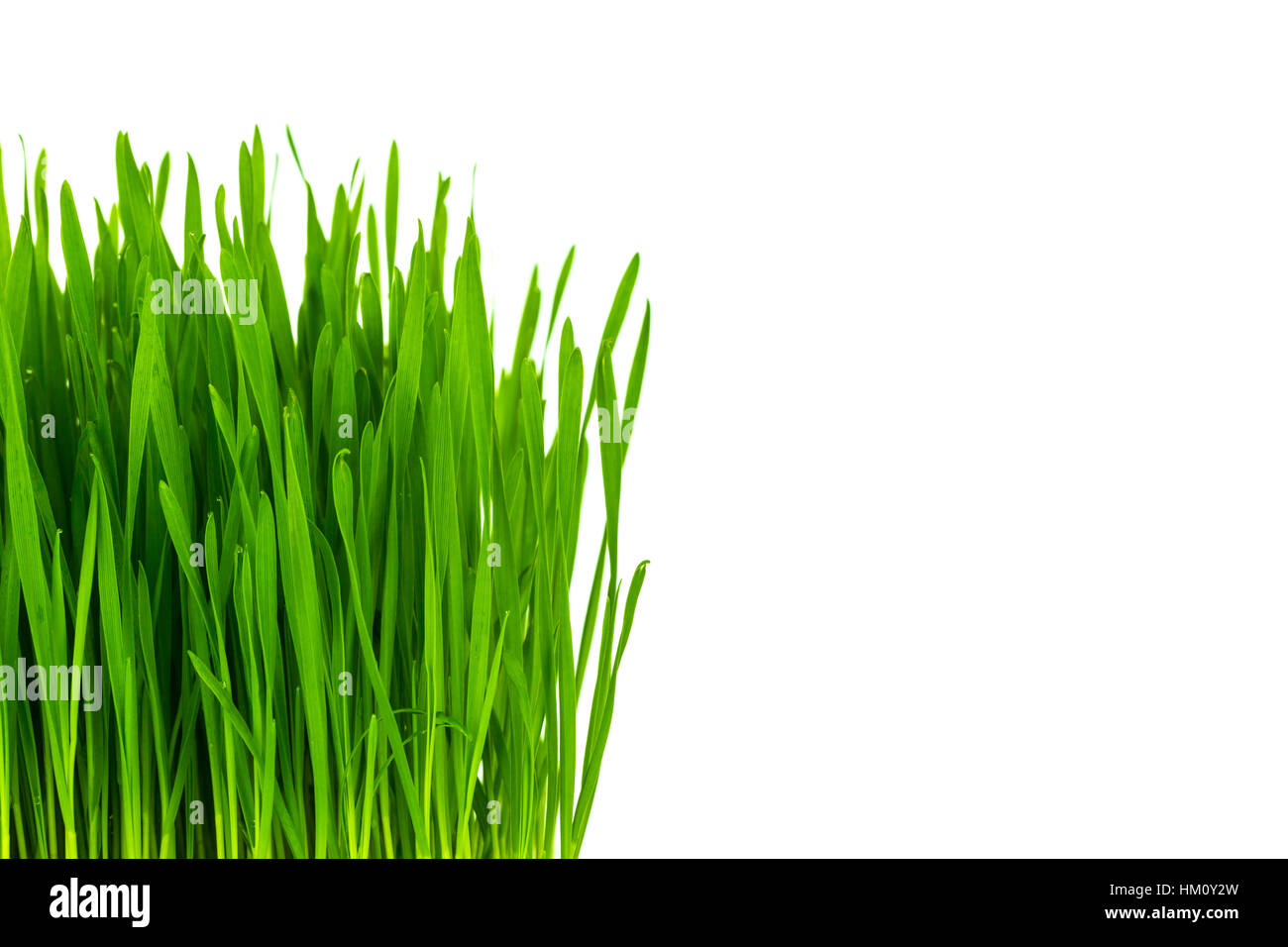 Fresh green wheat grass isolated on white background Stock Photo - Alamy