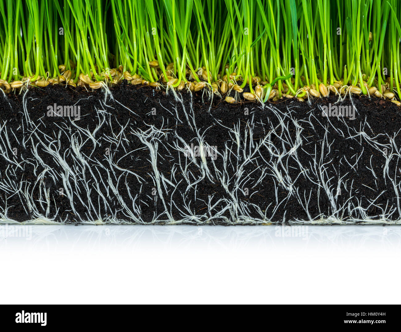 Fresh green wheat grass with roots isolated on white background Stock ...