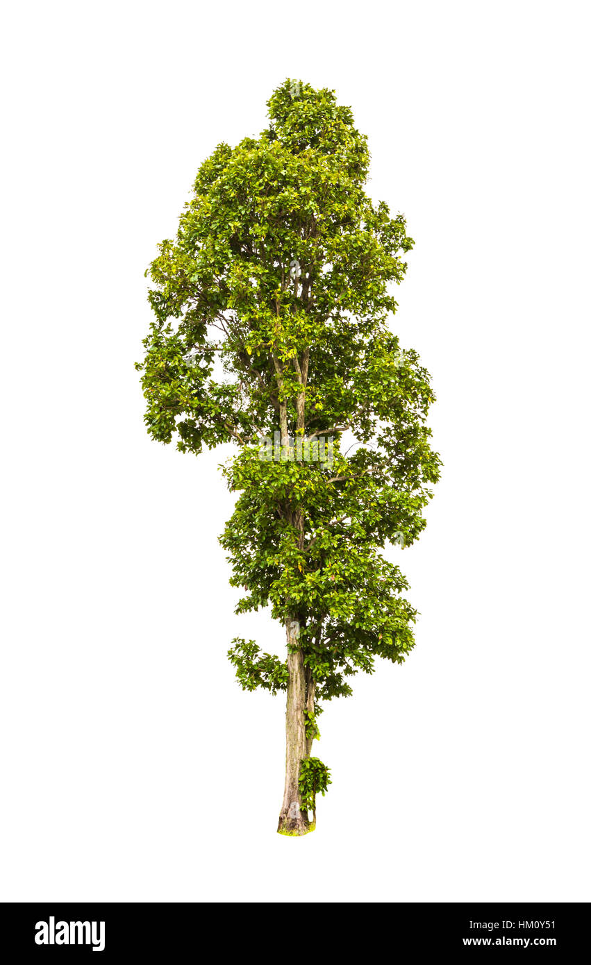 Tree isolated on a white background Stock Photo - Alamy