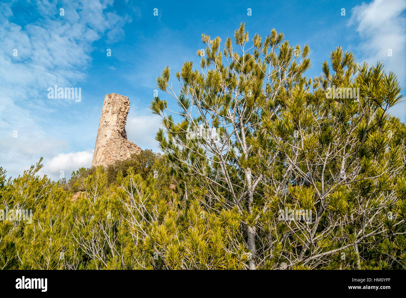 Aleppo pine pinus halepensis tree hi-res stock photography and images ...