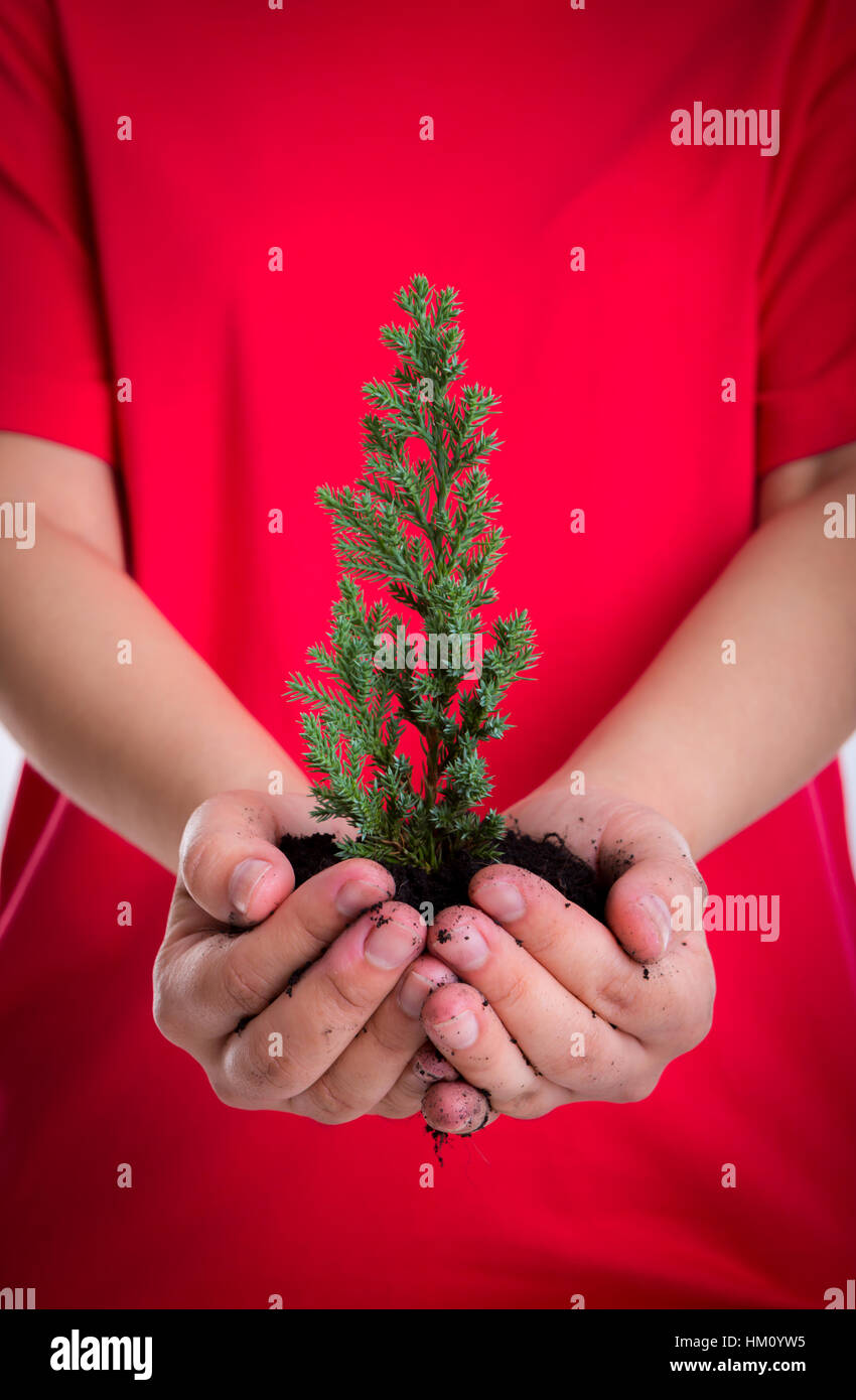 Woman hands hold small tree Stock Photo - Alamy