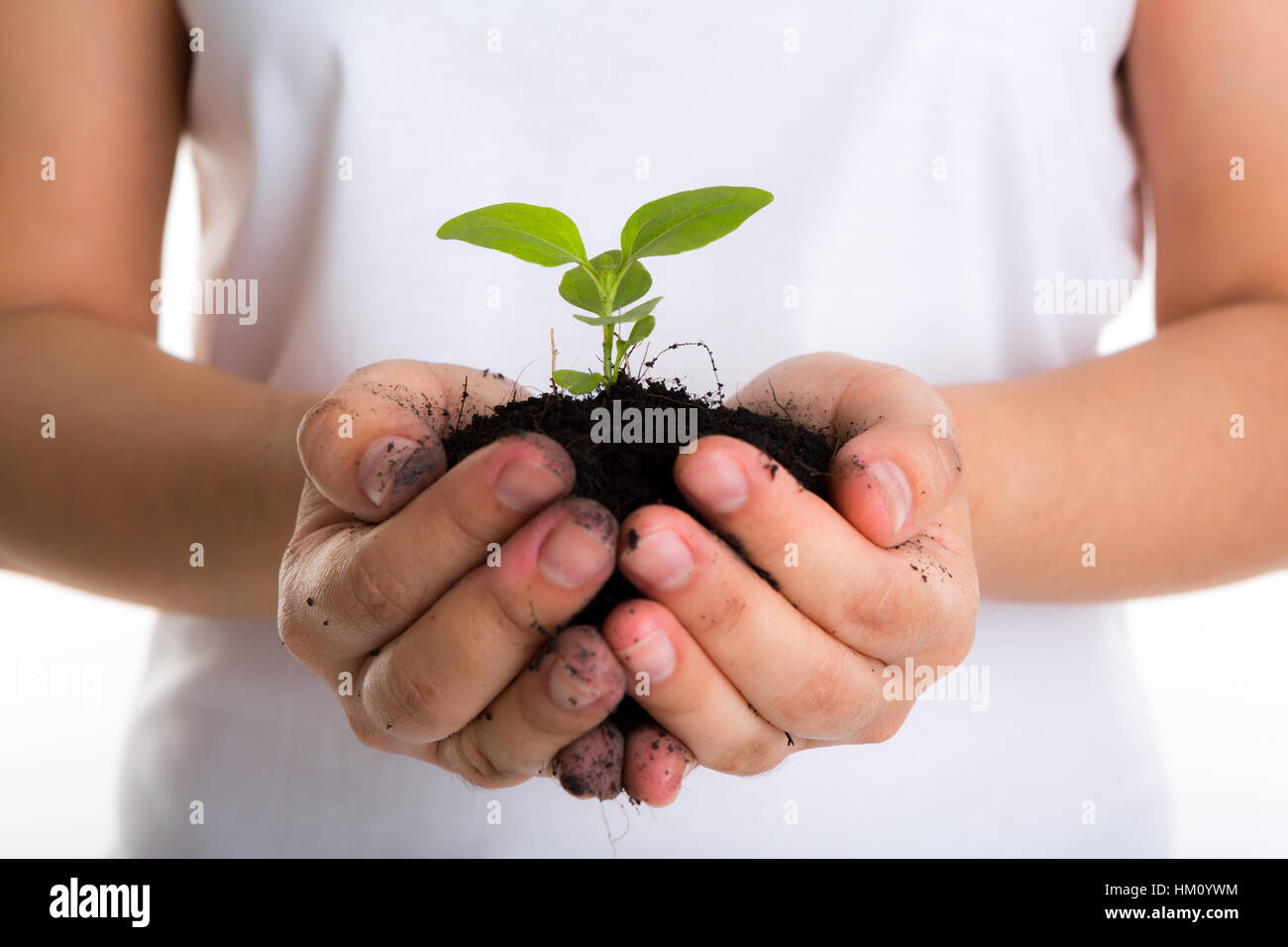 Plant in female hands Stock Photo - Alamy