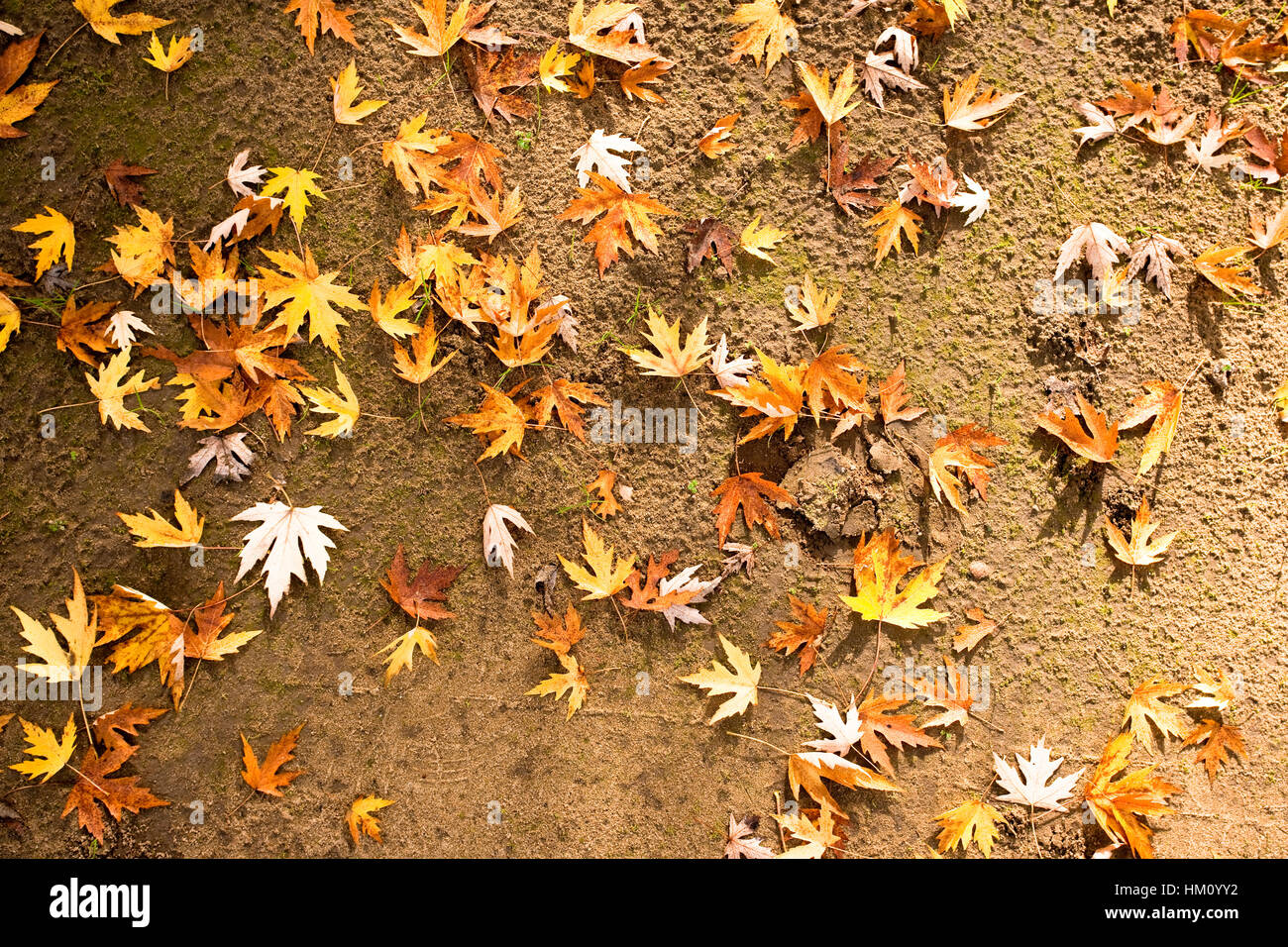 Trees scattered on ground hi-res stock photography and images - Alamy
