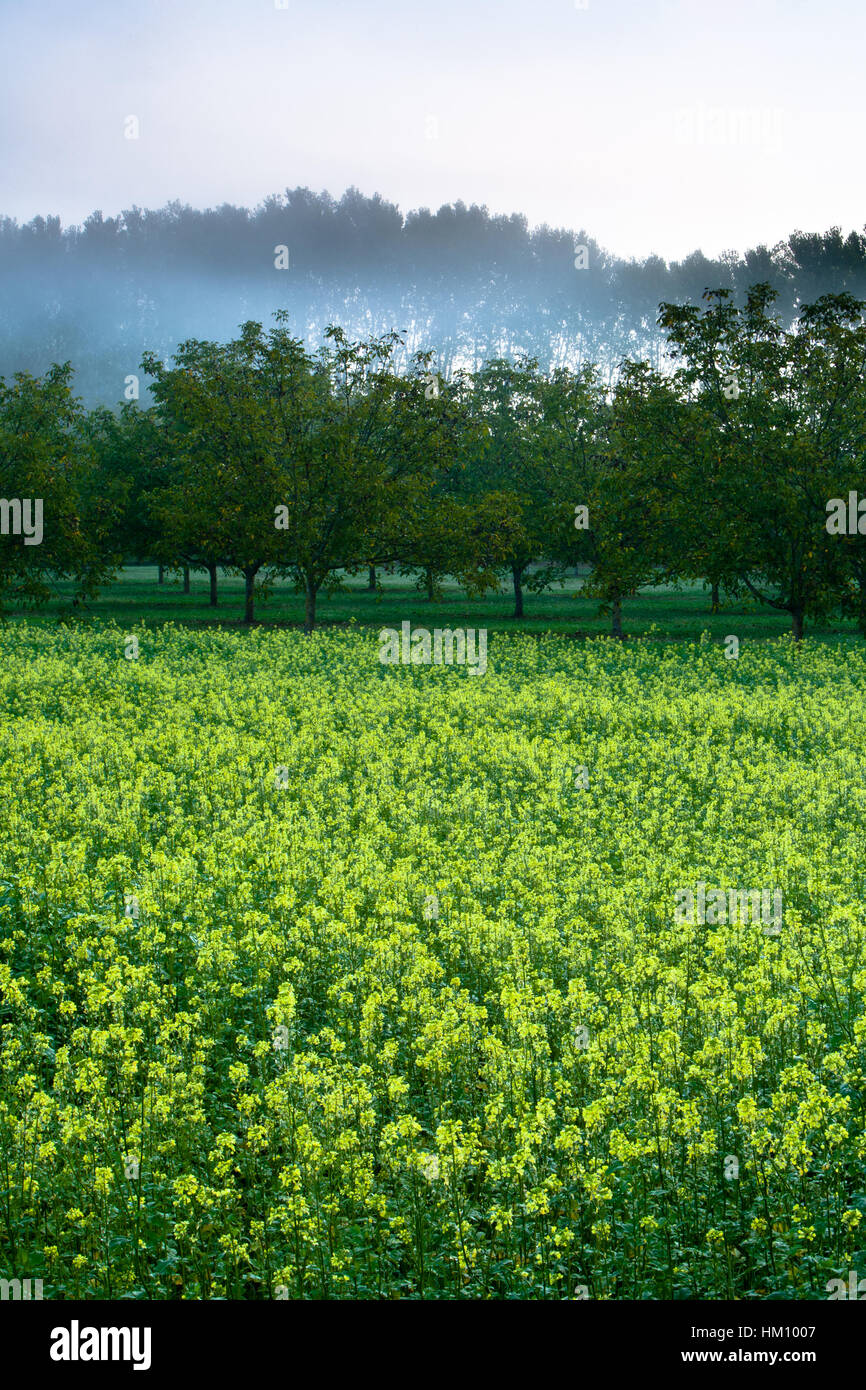 A Field of Wild Spring Flowers with Walnut tress in the background ...