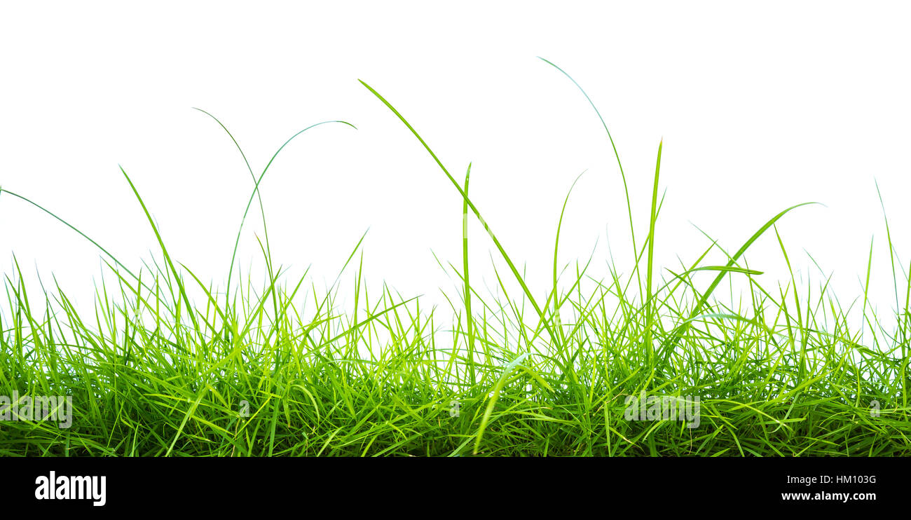 Fresh spring green grass panorama isolated on white background Stock ...