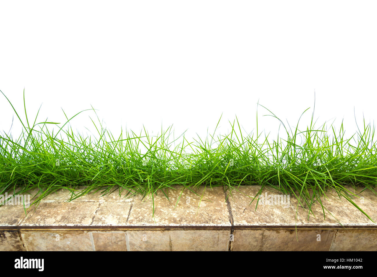 Fresh spring green grass panorama isolated on white background Stock ...