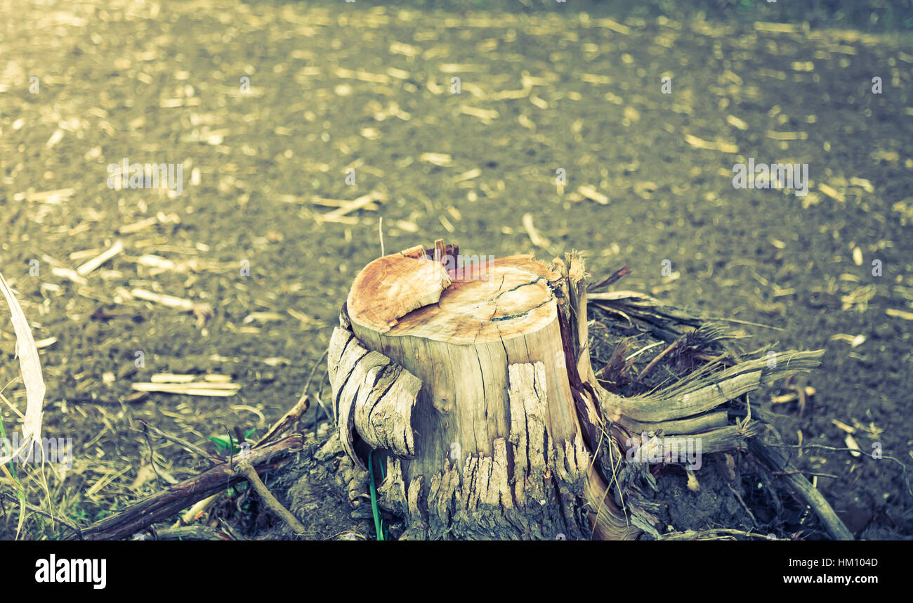 Rotting tree trunk ( Filtered image processed vintage effect Stock ...