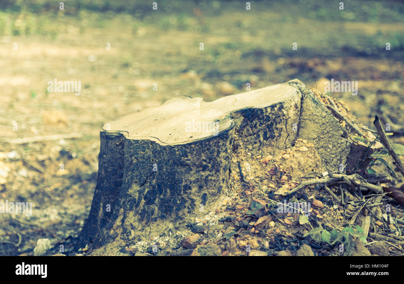 Rotting tree trunk ( Filtered image processed vintage effect Stock ...