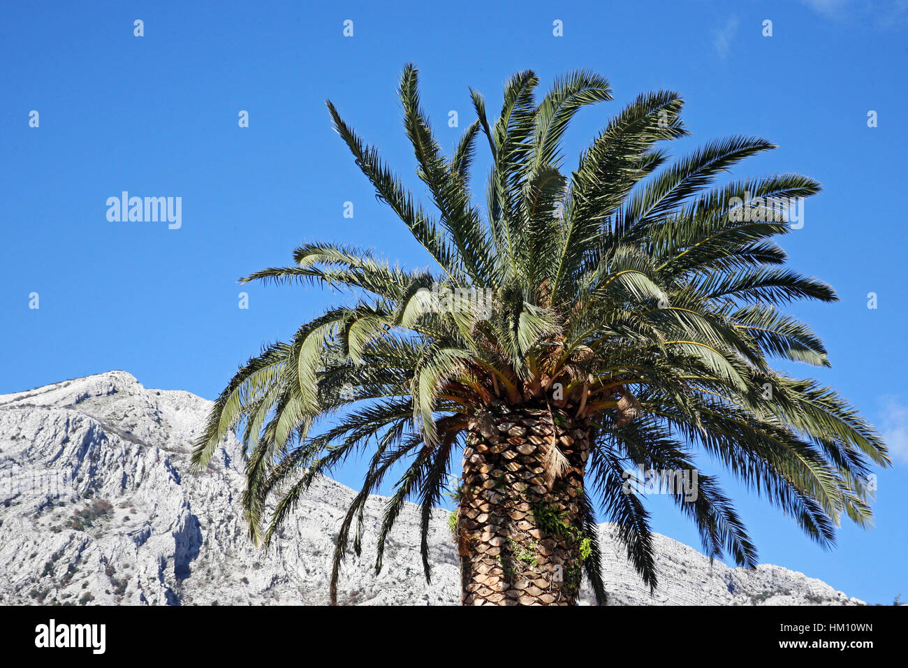 Europe palm tree hi-res stock photography and images - Alamy