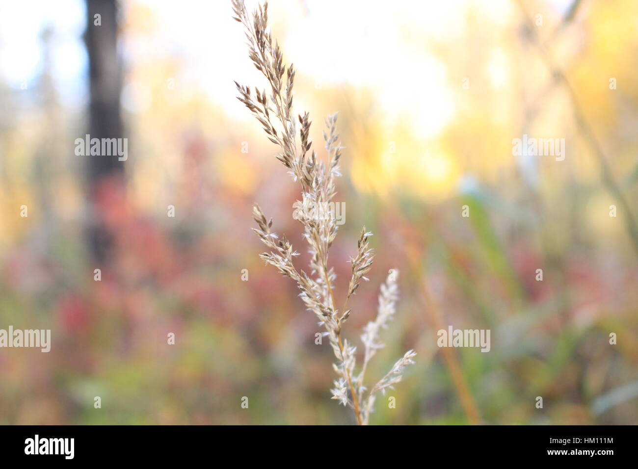 Fall plants hi-res stock photography and images - Alamy