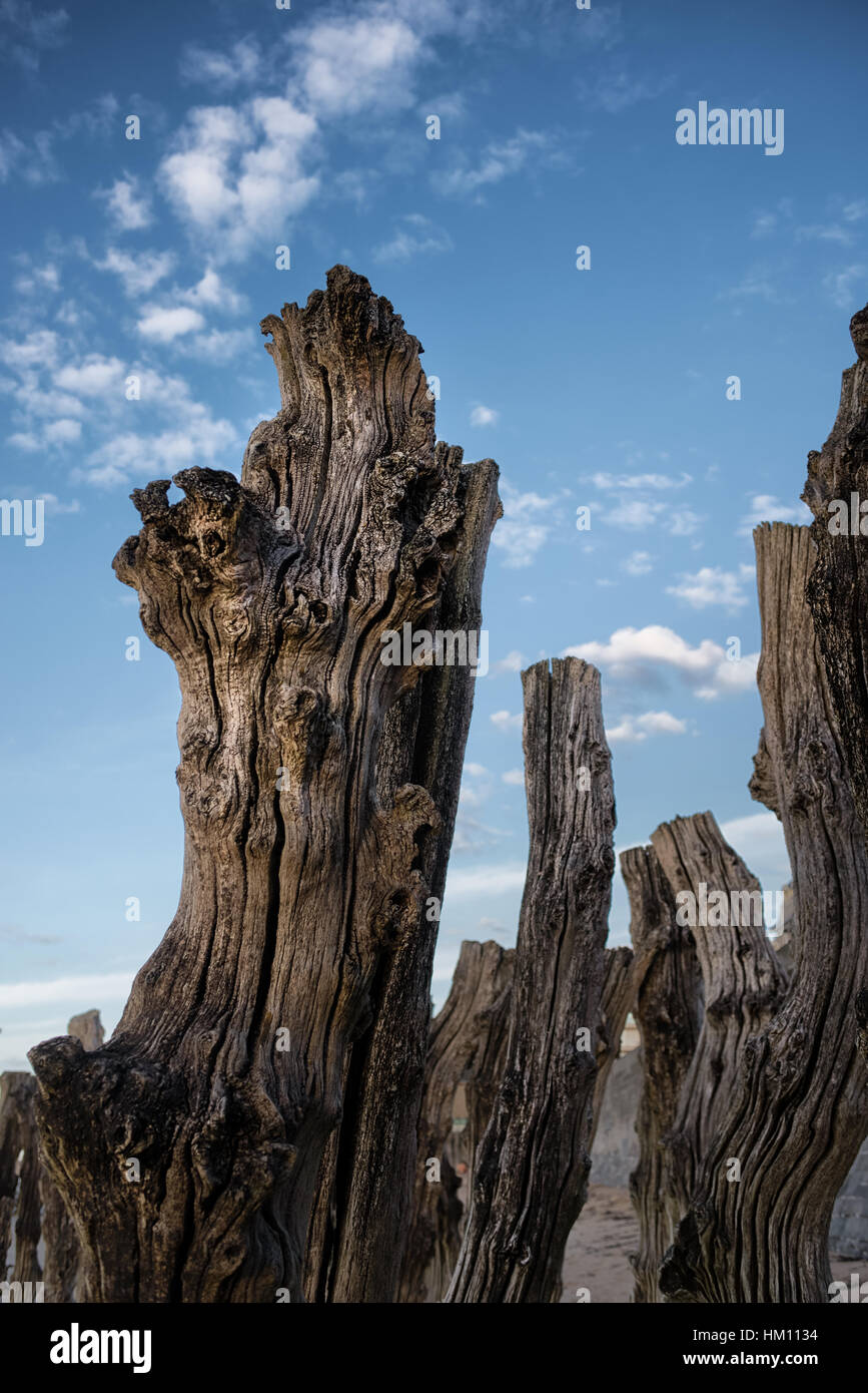 Old tree trunks breakwater on sandy beach in Saint-Malo, Bretagne ...
