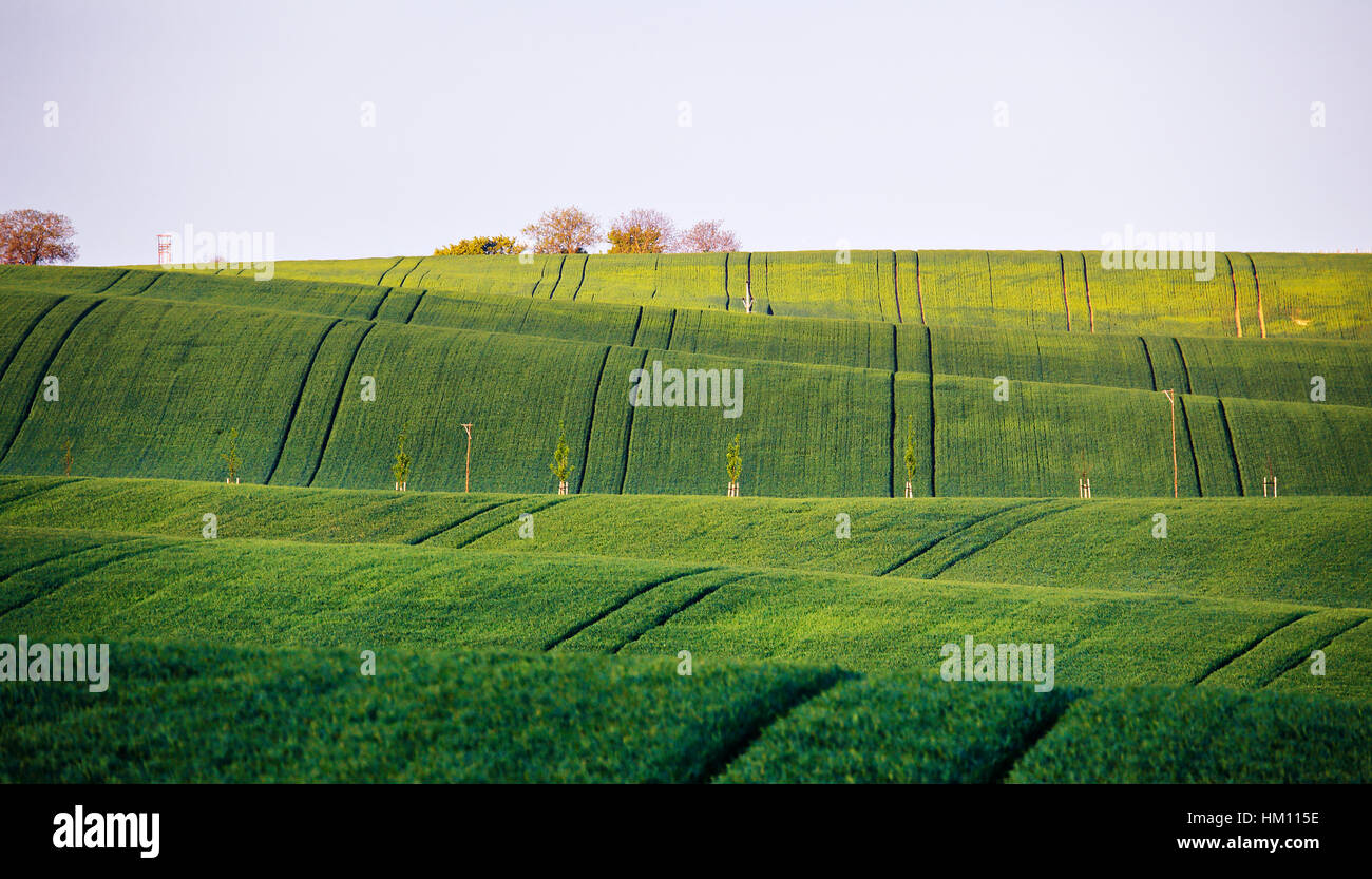 Spring green fields. Beautiful wavy spring view. Spring rolling ...