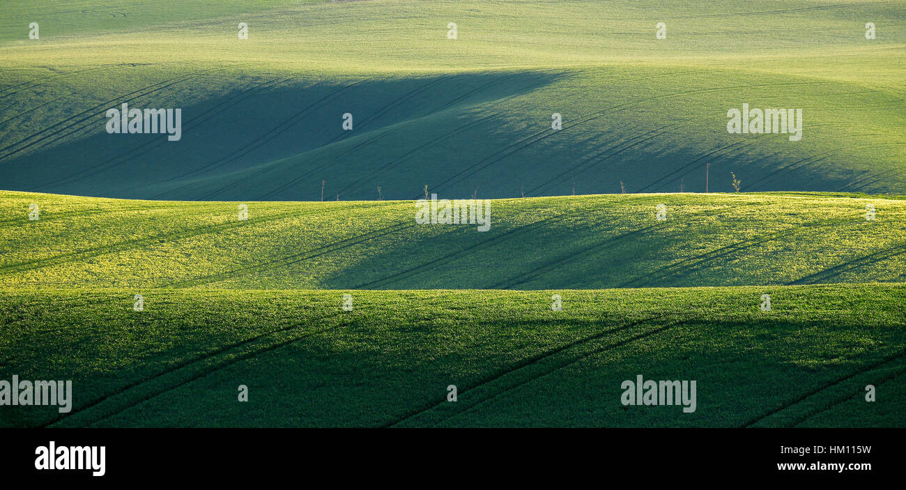 Spring green fields. Beautiful wavy spring view. Spring rolling ...