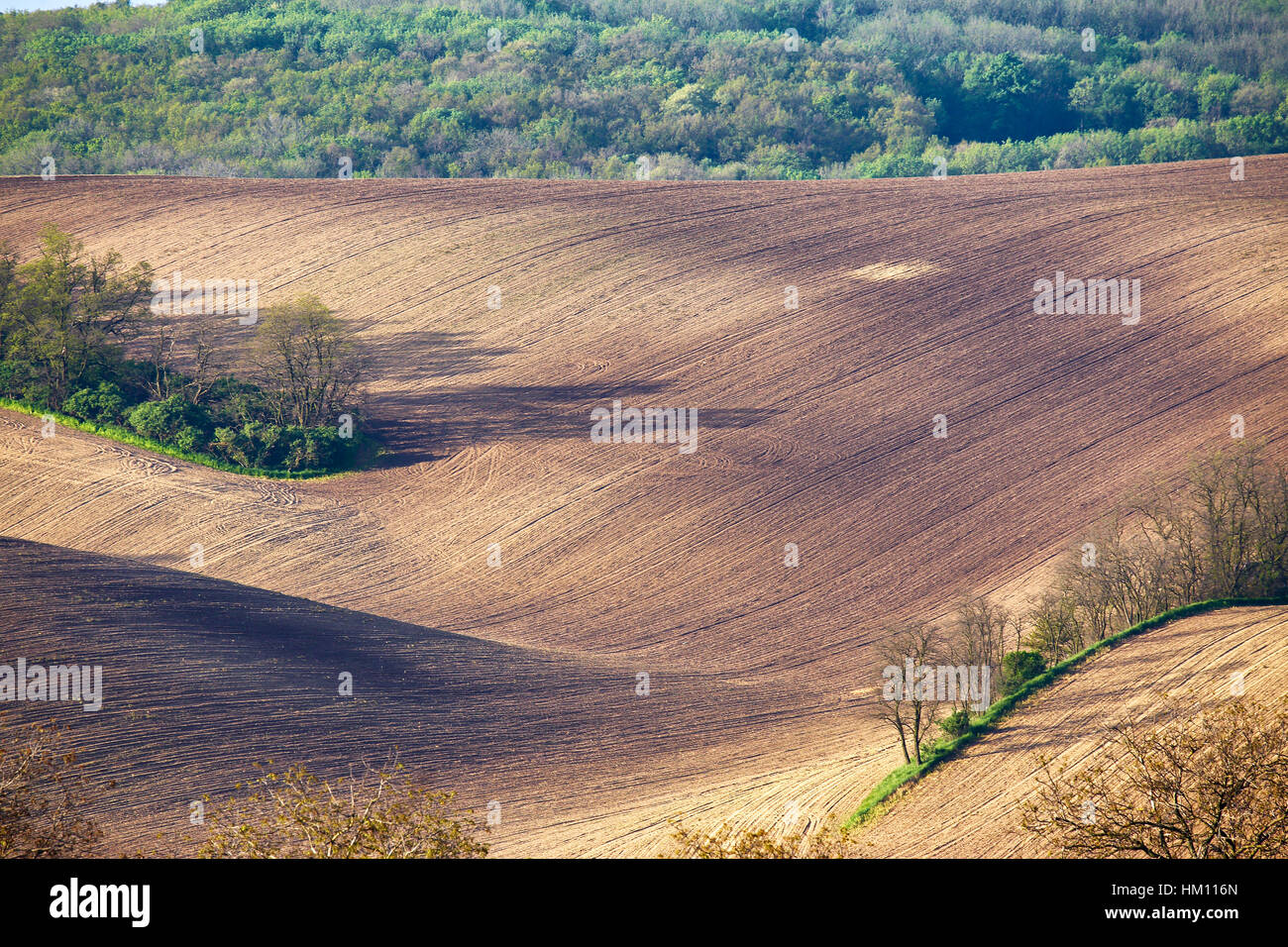 Spring arable land. Spring wavy agriculture scene. Rural landscape of ...