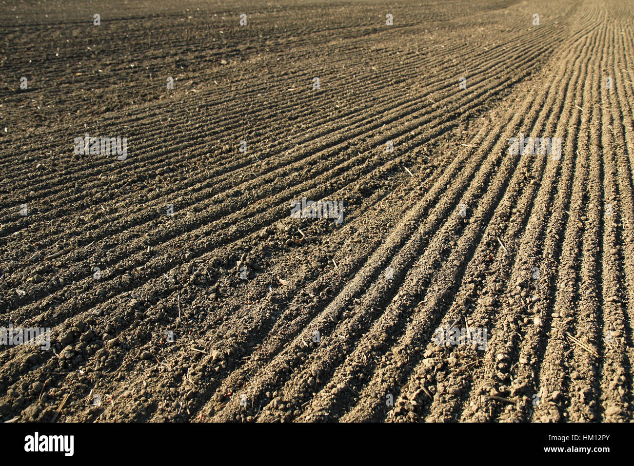 line with seeds on agriculture field soil Stock Photo - Alamy
