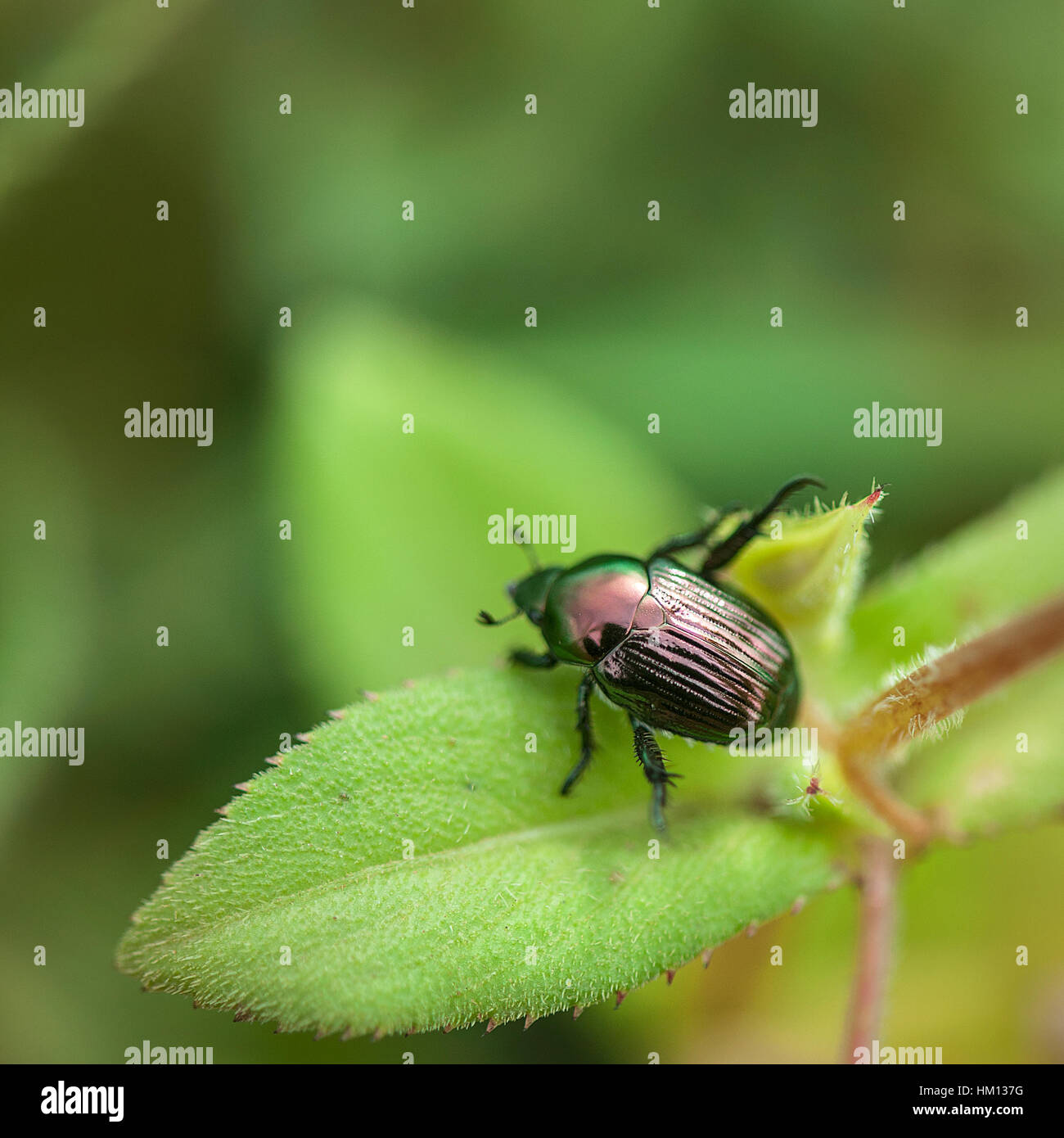 insects world ! Stock Photo - Alamy