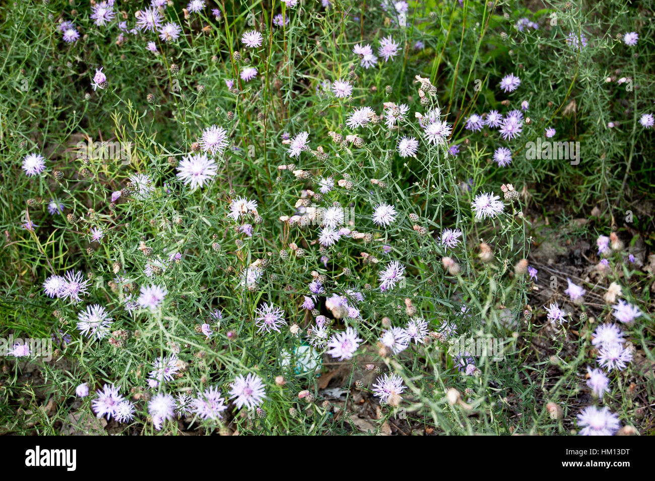 Wild flowers, small florets of violet color above view. Steppe ...