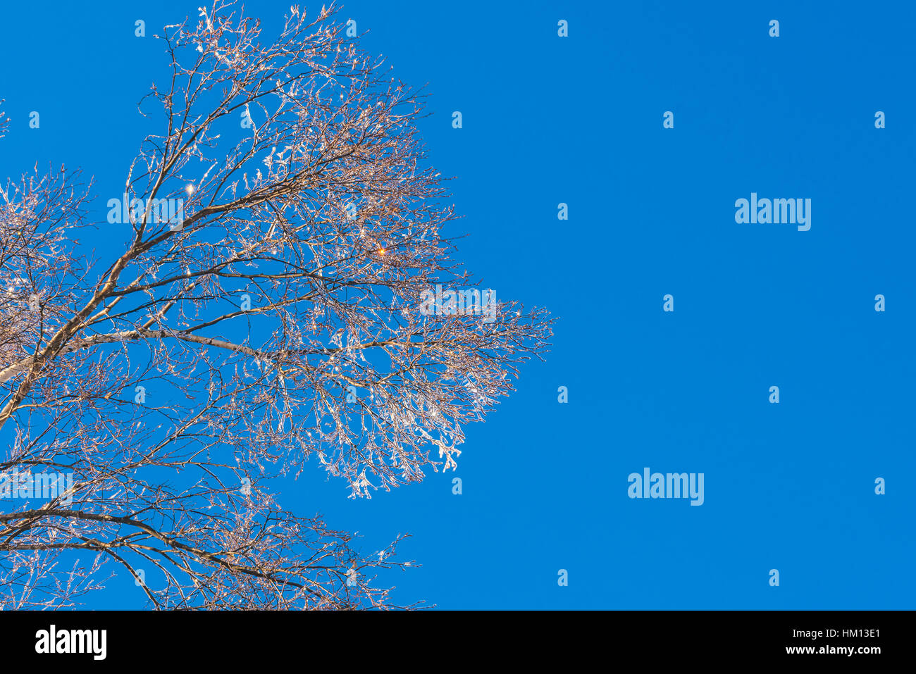 Frozen trees in winter with blue sky Stock Photo - Alamy