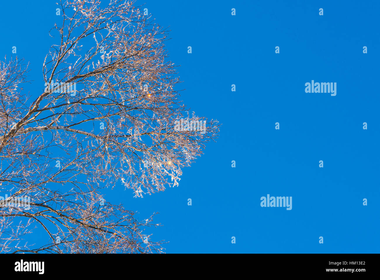 Frozen trees in winter with blue sky Stock Photo - Alamy