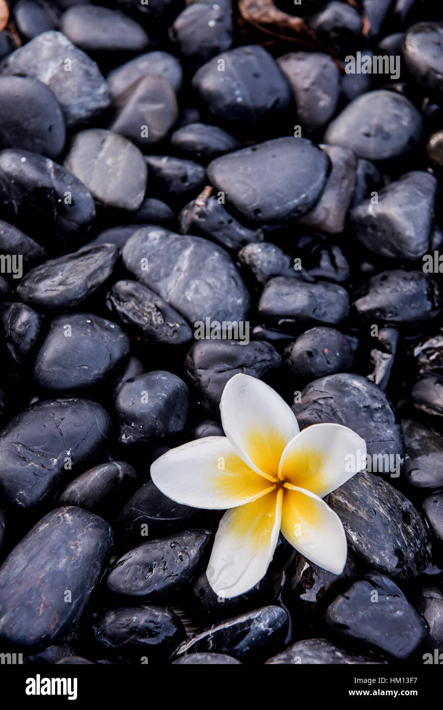 flower on stone background Stock Photo - Alamy