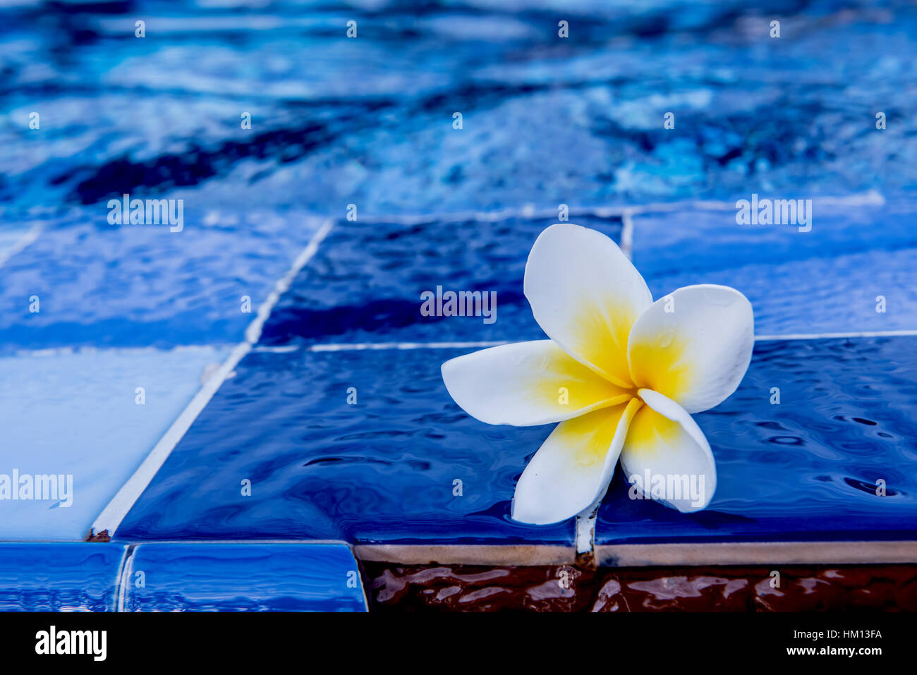 flower at the swimming pool Stock Photo - Alamy