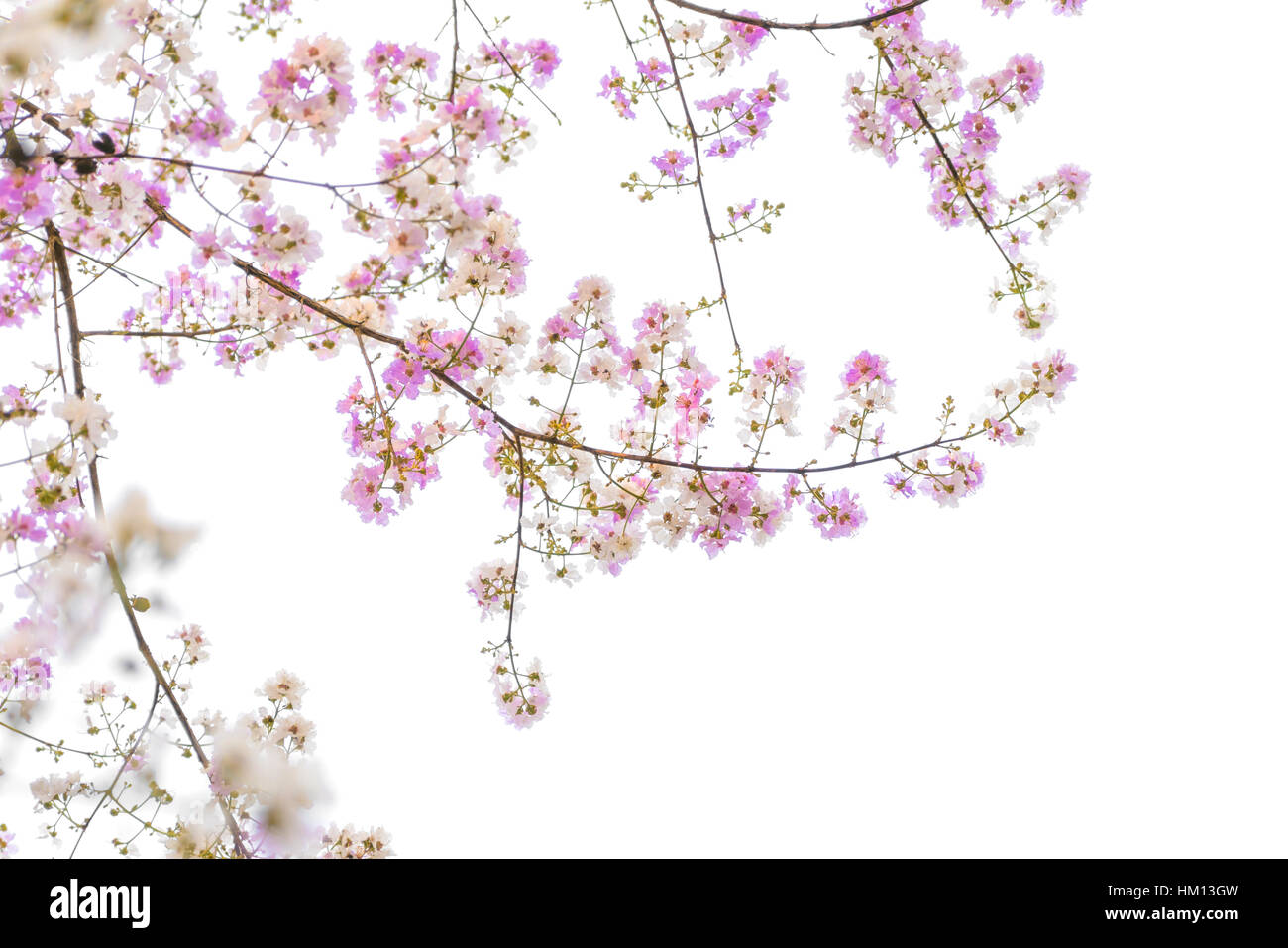 Branch of beautiful pink flower Stock Photo - Alamy